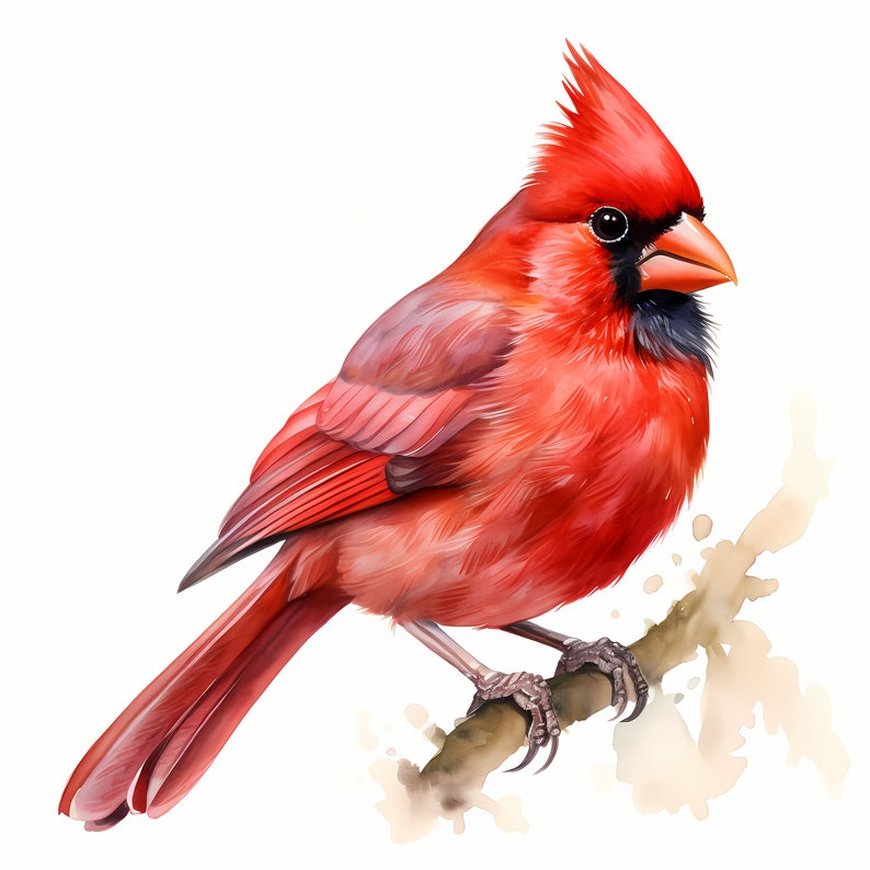 Red Cardinal Clipart, Cardinal Bird Images, 10 Watercolor Clip Art ...