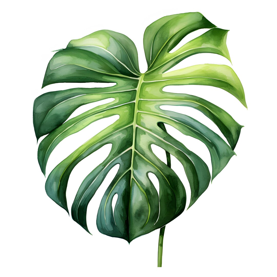 Monstera Clipart, Monstera Leaves Images, 10 Watercolor Clip Art ...