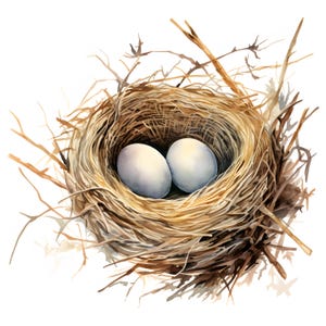 Bird Nest Clipart, Eggs in Nest Images, 10 Watercolor Clip Art ...