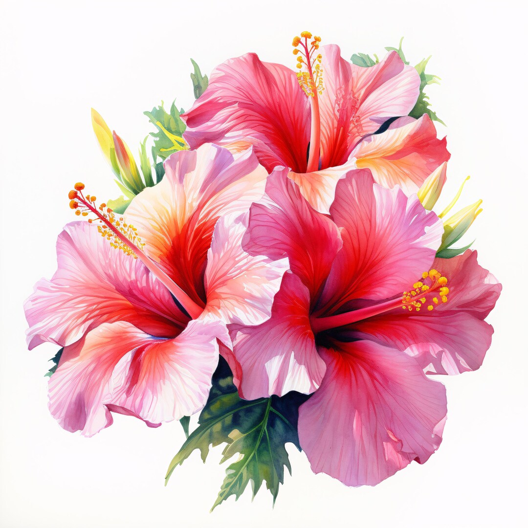 Tropical Hibiscus Flowers Clipart, Exotic Botanical Images, 10 ...