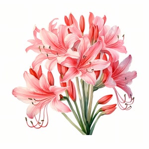 Pink Nerine Clipart, Nerine Flowers Images, 10 Watercolor Clip Art ...