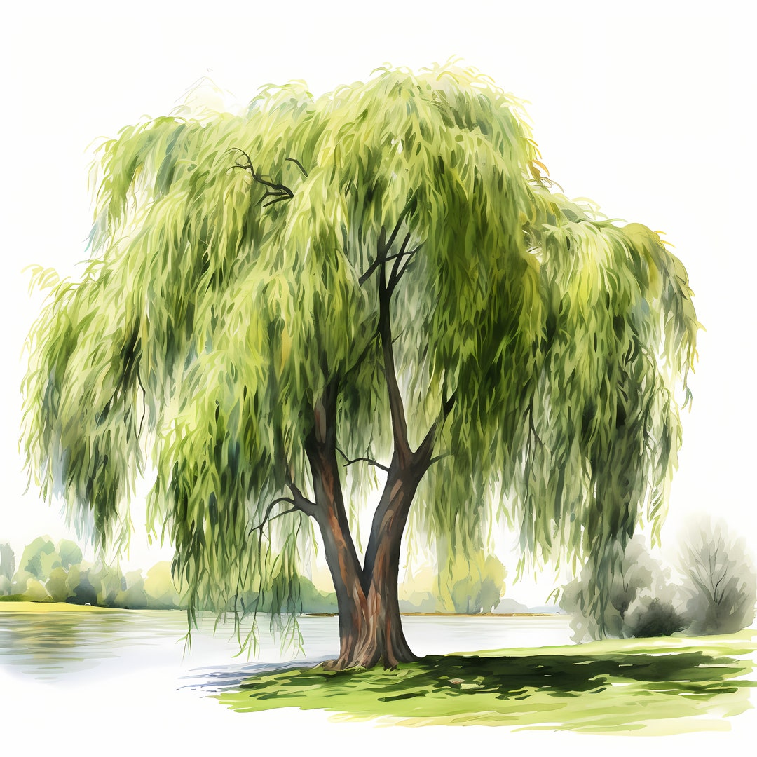 Willow Tree Clipart, Willow Trees Images, 10 Watercolor Clip Art ...