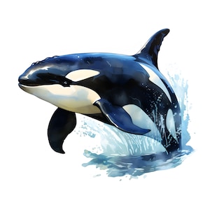 Killer Whale Clipart, Orca Images, 10 Watercolor Clip Art, Printable ...