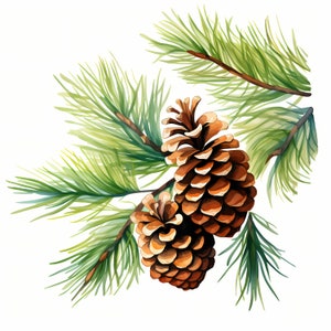 Pine Cones Clipart, Christmas Fir Tree Images, 10 Watercolor Clip Art ...