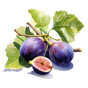 Fig Tree Clipart, Fig Tree Branch Images, 10 Watercolor Clip Art ...