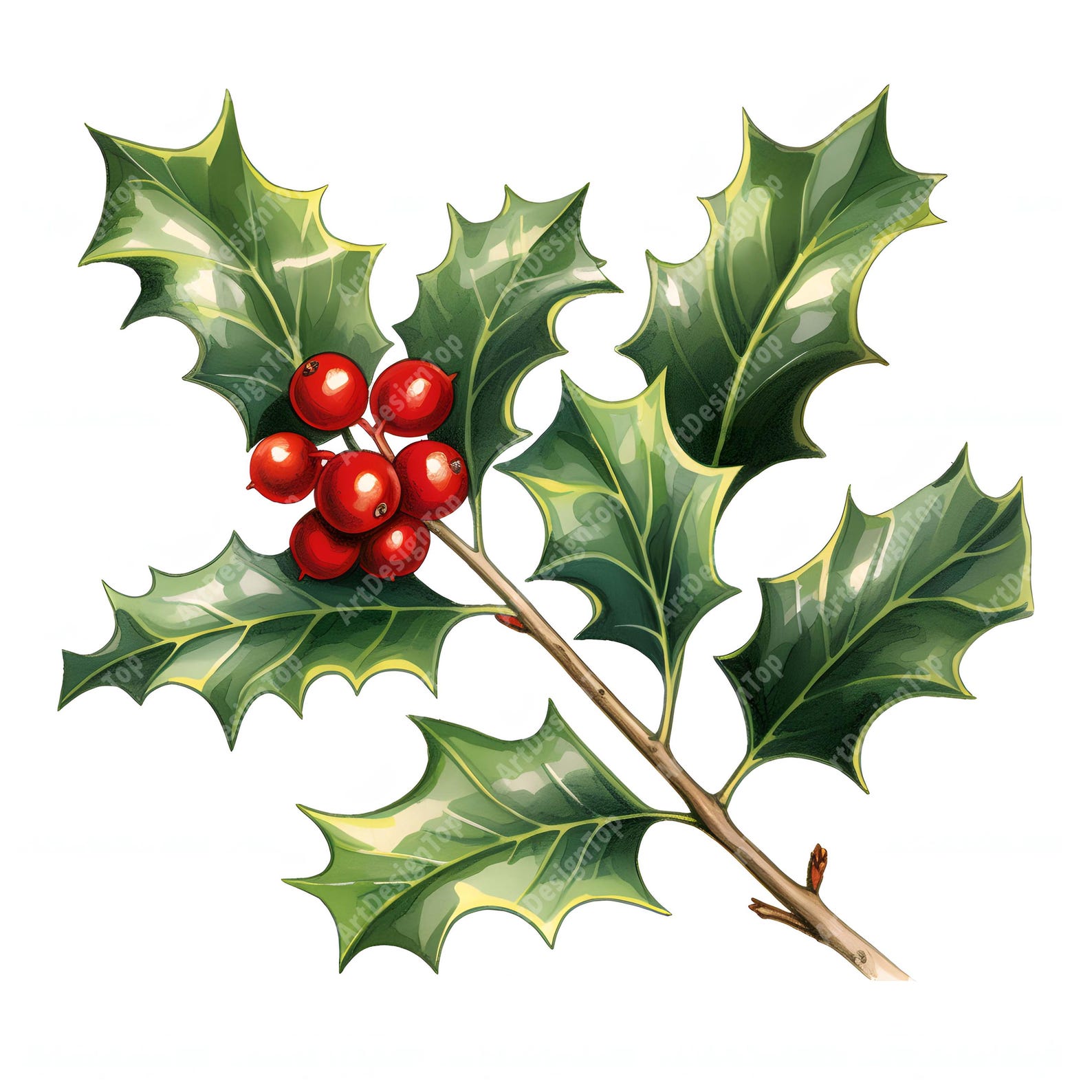 Holly Branch Clipart, Holly Berries Images, 10 Watercolor Clip Art ...