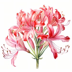 Pink Nerine Clipart, Nerine Flowers Images, 10 Watercolor Clip Art ...