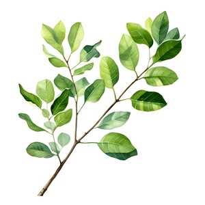 Green Branch Clipart, Tree Branch Images, 10 Watercolor Clip Art ...