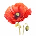 Red Poppy Clipart, Poppy Flowers Images, 10 Watercolor Clip Art ...