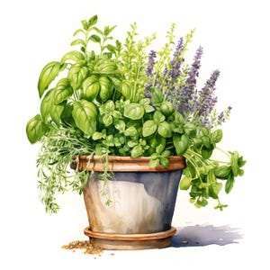 Watercolor Herbs Pot Clipart: Printable JPG Images (commercial Use) - Etsy