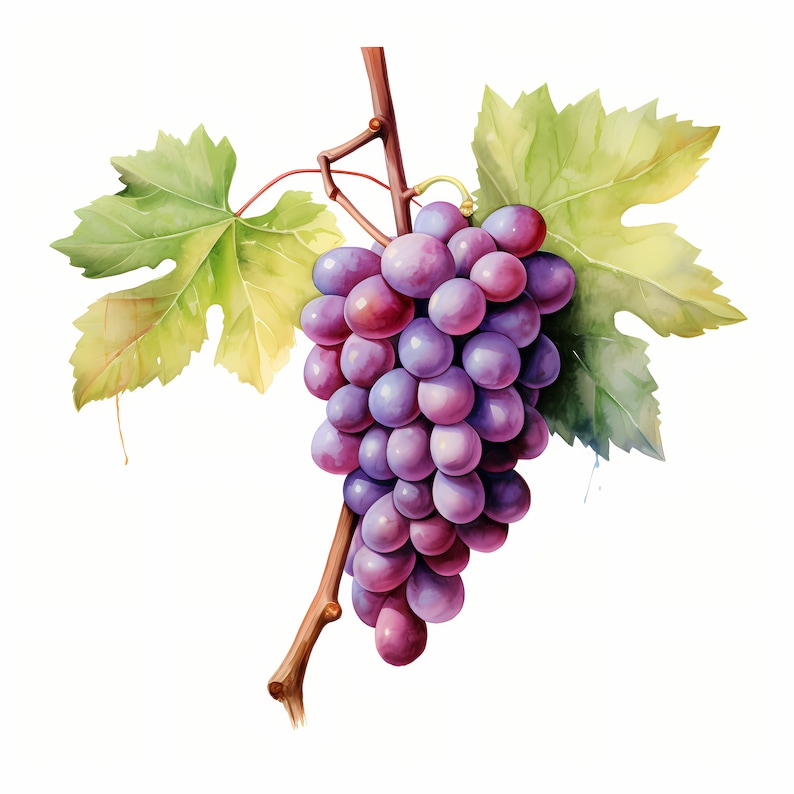 Grapes Clipart, Grape Branches Images, 10 Watercolor Clip Art ...