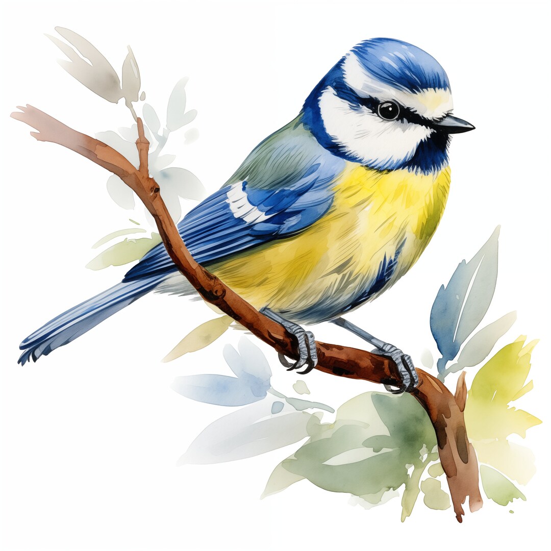 Blue Tit Bird Clipart, Eurasian Blue Tit Images, 10 Watercolor Clip Art ...