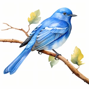 Blue Bird Clipart, Adorable Bird, Bluebird Images, 10 Watercolor Clip ...