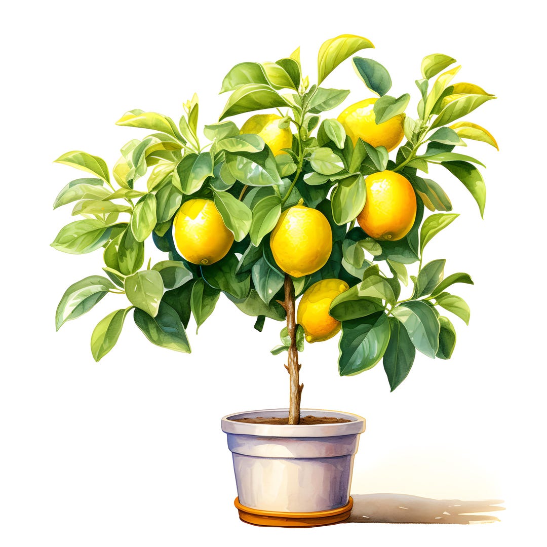 Lemon Tree Clipart, Lemon in Pot Images, 10 Watercolor Clip Art ...