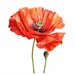 Red Poppy Clipart, Poppy Flowers Images, 10 Watercolor Clip Art ...