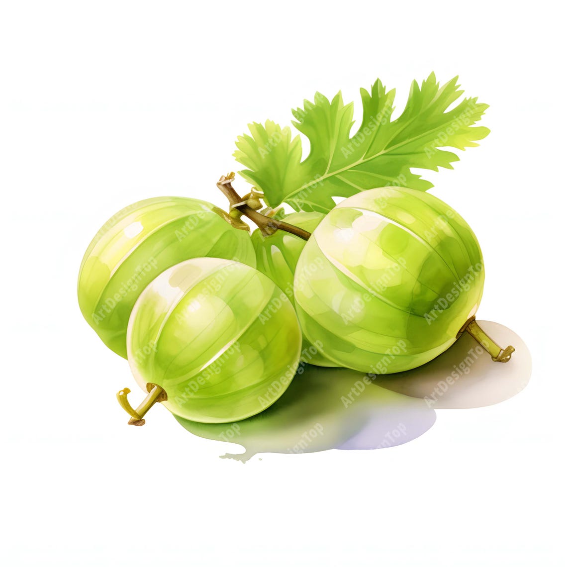 Gooseberry Clipart, Green Gooseberry Berries Images, 10 Watercolor Clip ...