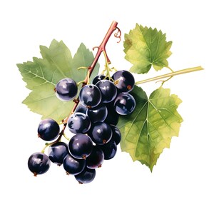 Black Currant Clipart, Blackcurrant Images, 10 Watercolor Clip Art ...