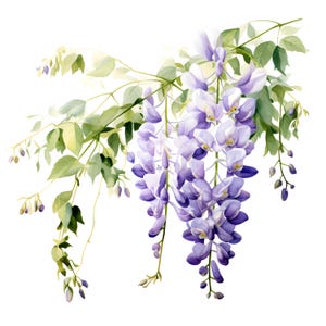 Purple Wisteria Clipart, American Wisteria Images, 10 Watercolor Clip ...