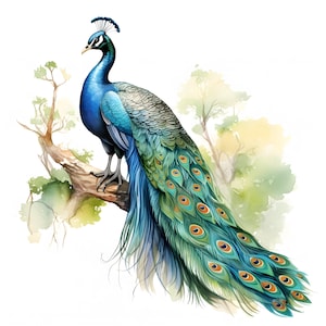 Peacock Clipart, Peacock Bird Images, 10 Watercolor Clip Art, Printable ...