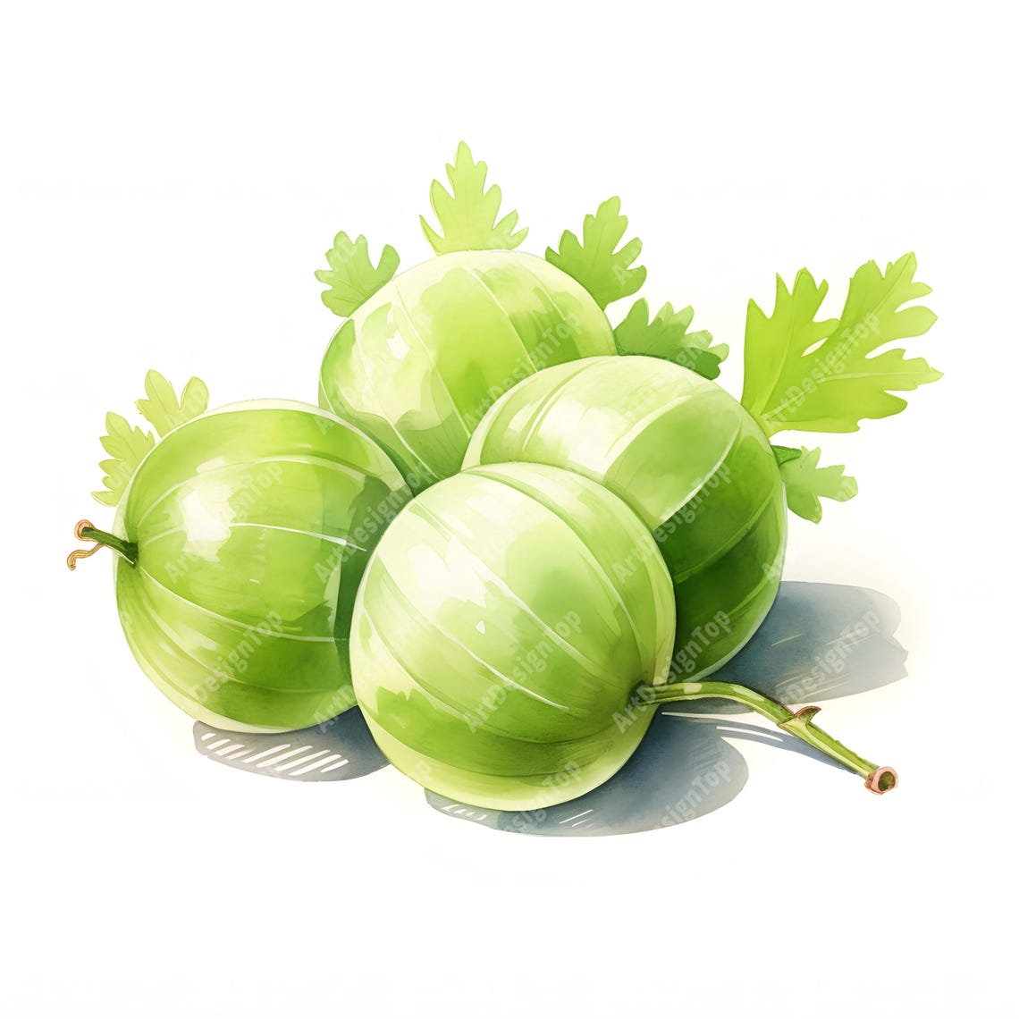Gooseberry Clipart, Green Gooseberry Berries Images, 10 Watercolor Clip ...