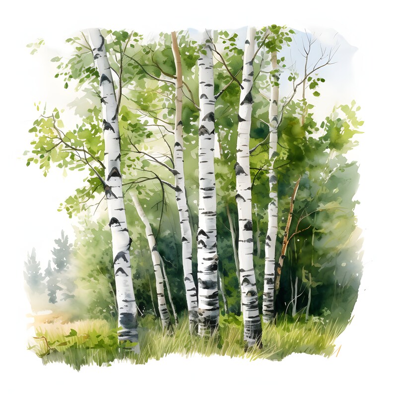 Watercolor Birch Forest Clipart: Printable JPG Images (commercial Use ...