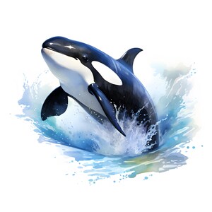 Killer Whale Clipart, Orca Images, 10 Watercolor Clip Art, Printable ...