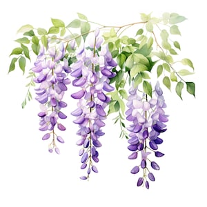 Purple Wisteria Clipart, American Wisteria Images, 10 Watercolor Clip ...