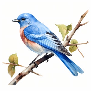 Blue Bird Clipart, Adorable Bird, Bluebird Images, 10 Watercolor Clip ...