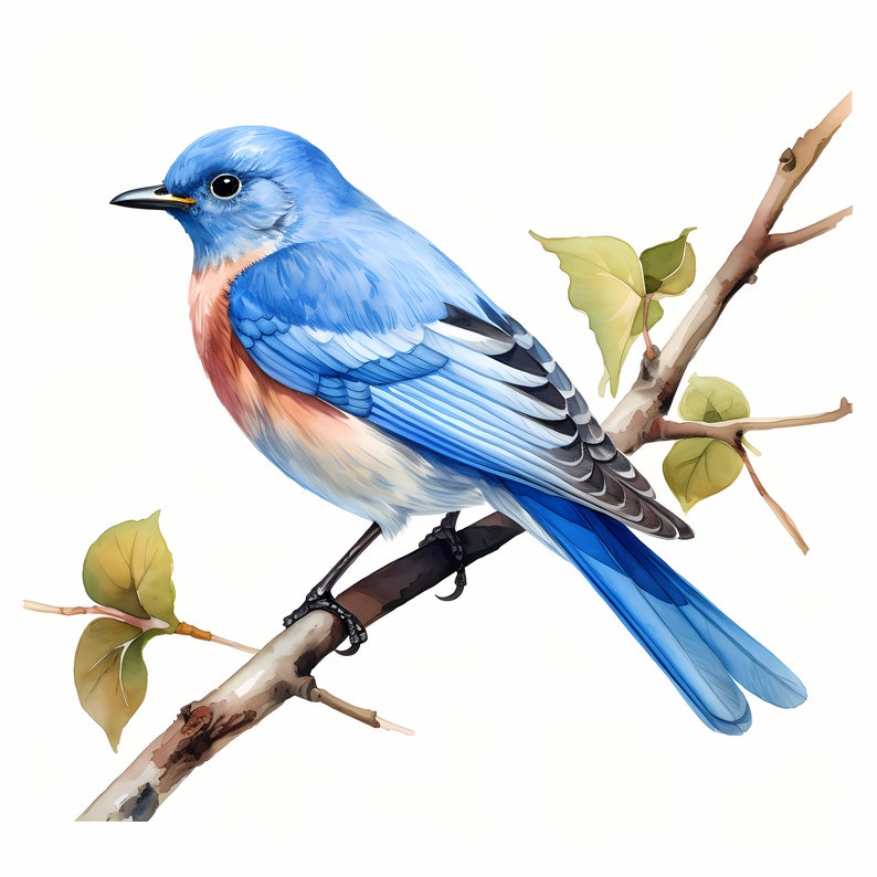Bluebird Watercolor Clipart: 10 Printable Bird Images (jpgs, Commercial ...