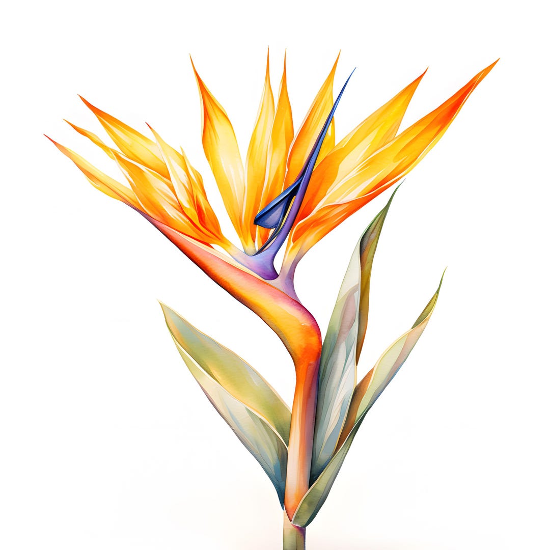 Strelitzia Clipart, Strelitzia Flower Images, 10 Watercolor Clip Art ...