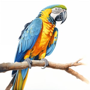 Macaw Clipart, Macaw Parrot Images, 10 Watercolor Clip Art, Printable ...