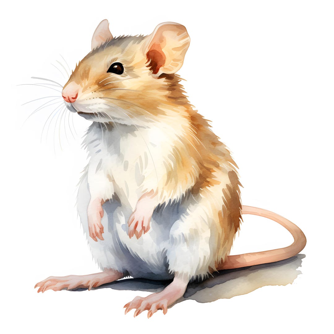 Cute Rat Clipart, Funny Rat Images, 10 Watercolor Clip Art, Printable ...