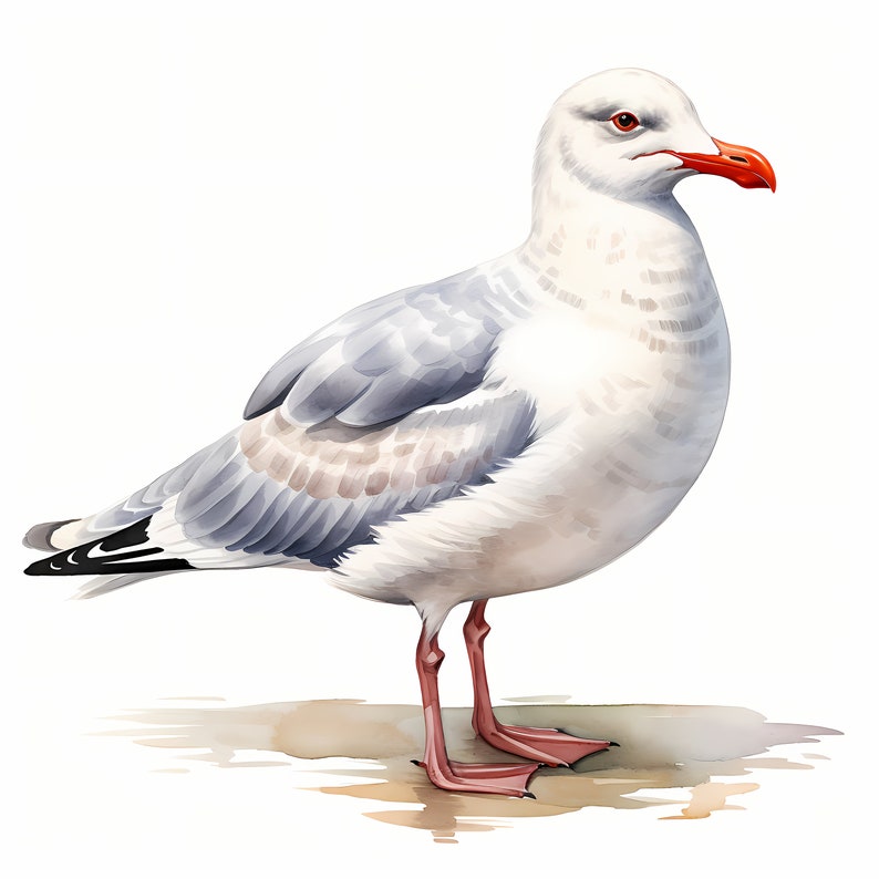 Seagull Clipart, Sea Gull Images, 10 Watercolor Clip Art, Printable ...