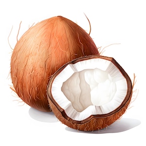 Coconut Clipart, Tropical Fruits Images, 10 Watercolor Clip Art ...