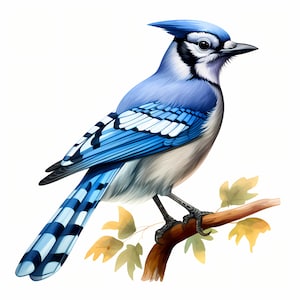 Blue Jay Bird Clipart, Bluejay Blue Jay Images, 10 Watercolor Clip Art ...