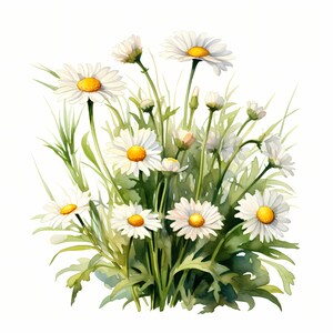 Watercolor Daisy Clipart: Floral Bouquet Images (JPG, Commercial Use ...