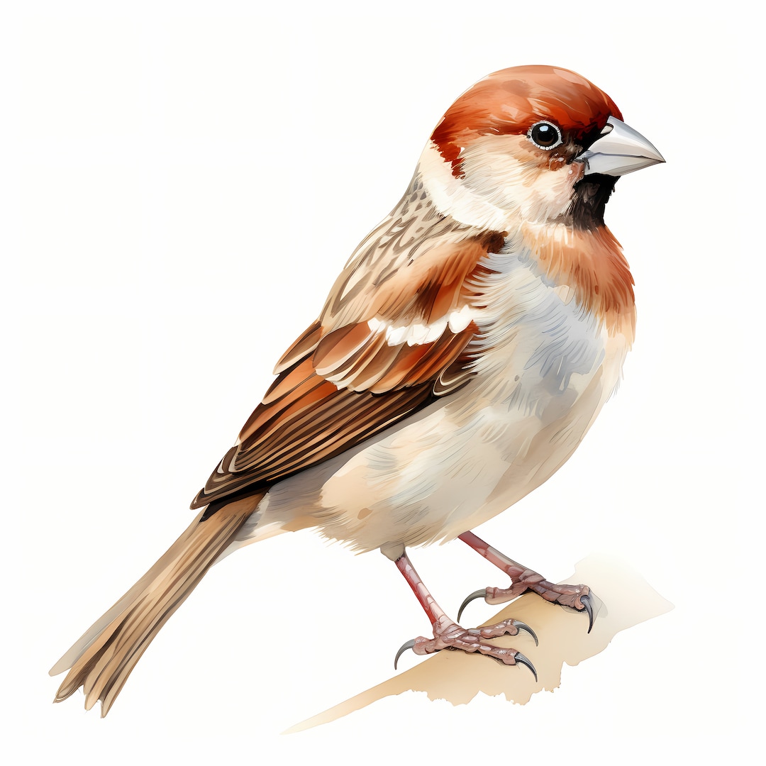 Sparrow Clipart, Sparrow Birds Images, 10 Watercolor Clip Art ...
