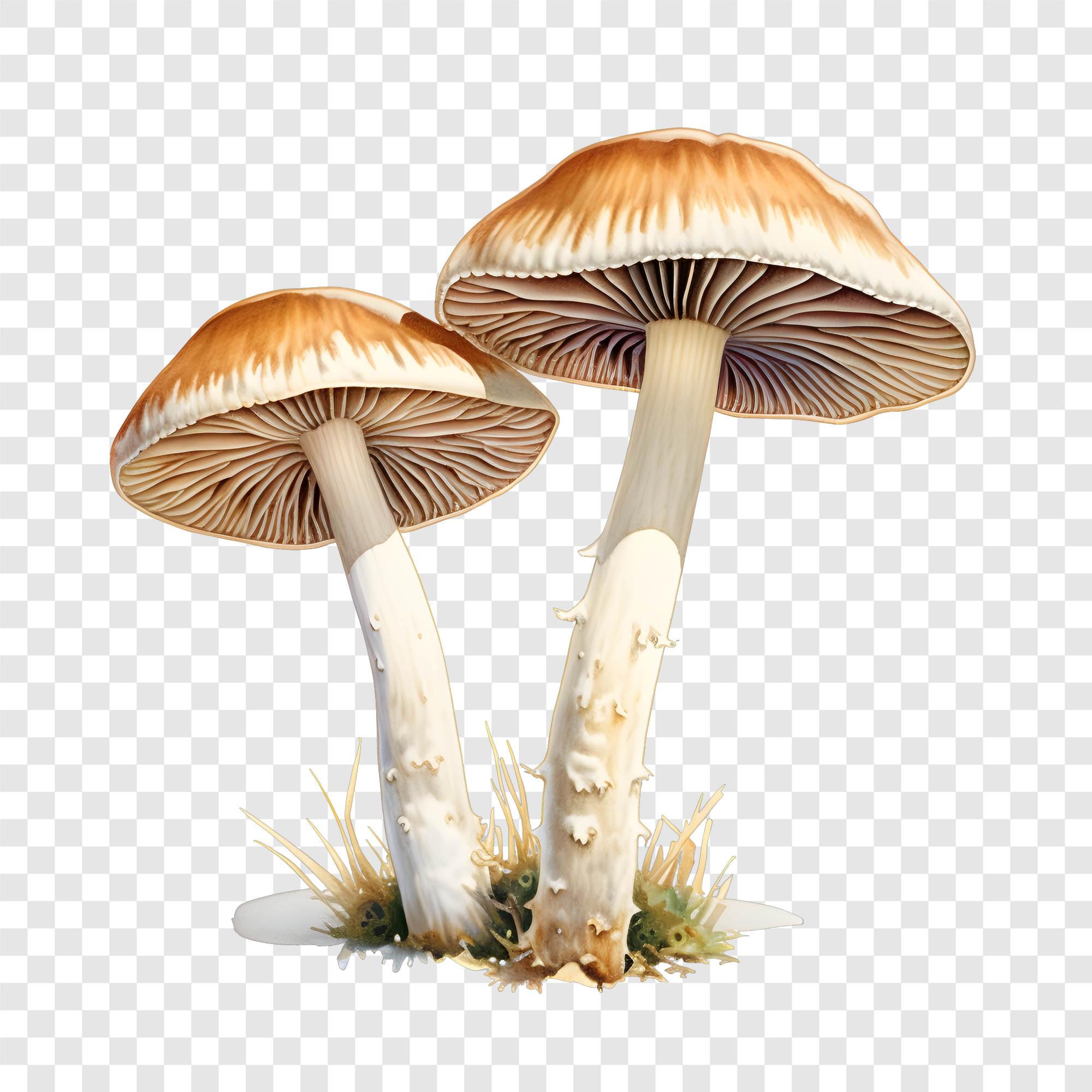 10 PNG Mushroom Clipart, Forest Fungi Images, Watercolor Clip Art ...