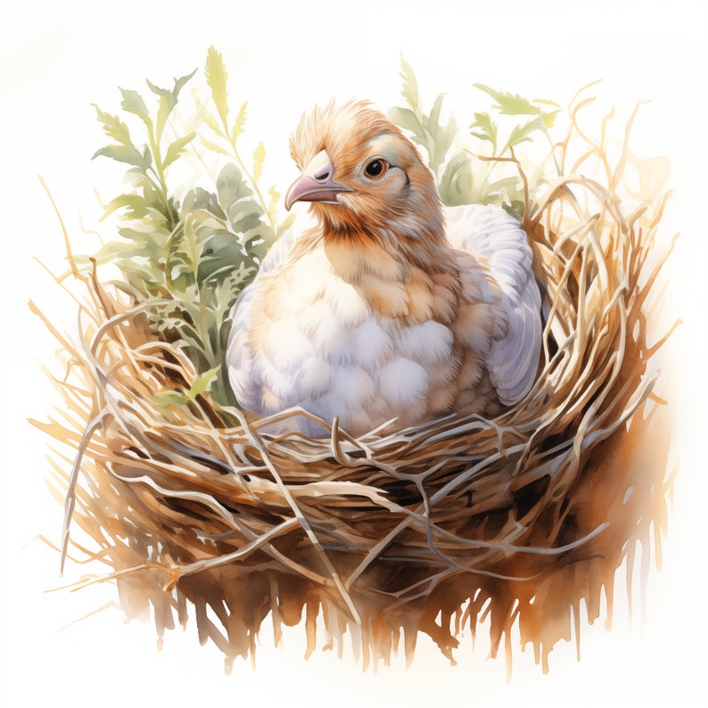 10 Hen in Nest, Hen Sitting on Eggs JPG, Watercolor Clipart, Printable ...