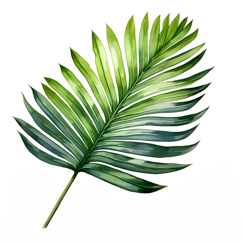 Watercolor Palm Leaf Clipart: Tropical JPG Images (commercial Use) - Etsy