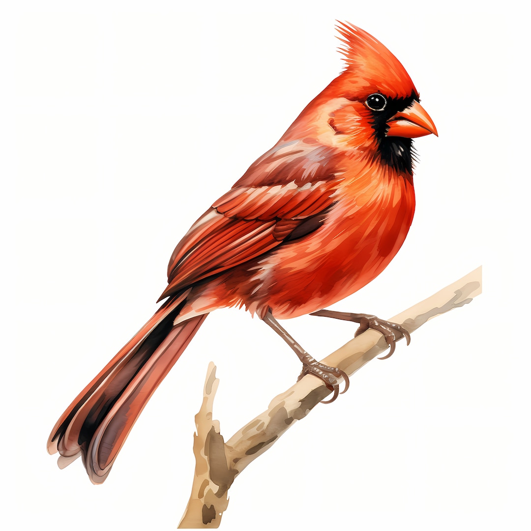 Red Cardinal Clipart, Cardinal Bird Images, 10 Watercolor Clip Art ...
