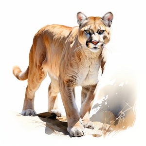 Mountain Lion Clipart, Cougar Images, 10 Watercolor Clip Art, Printable ...