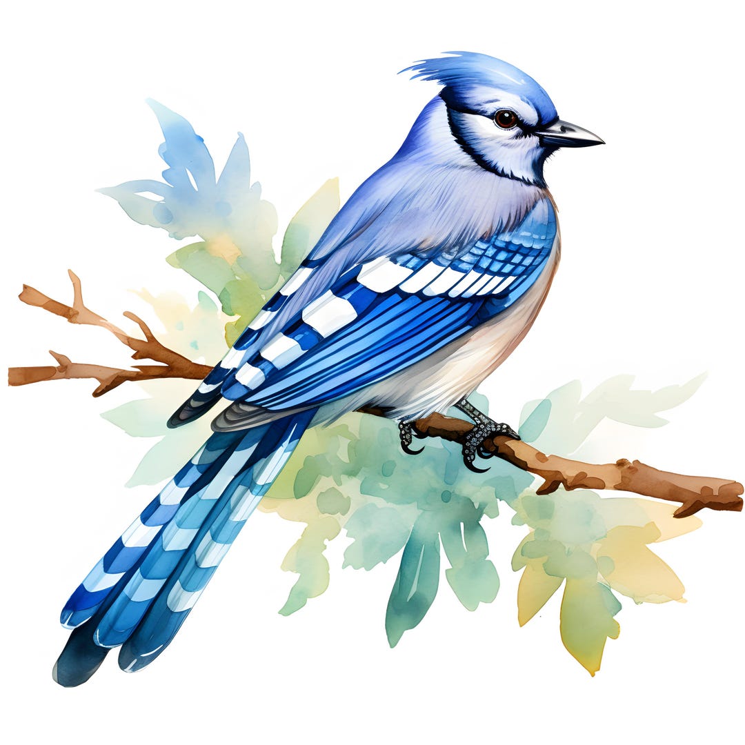 Blue Jay Watercolor Clipart: 10 Printable Bird Images (commercial Use ...