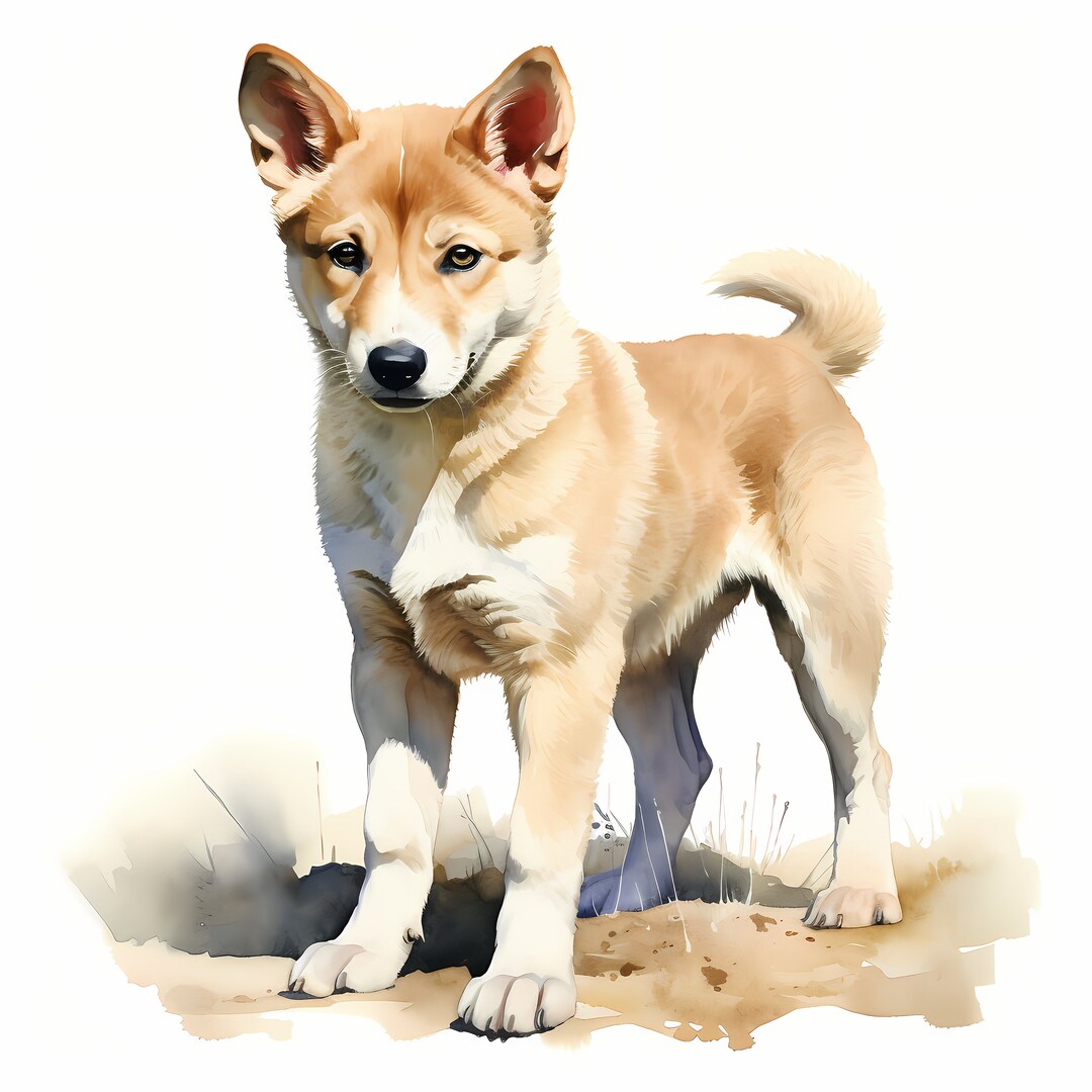 Canaan Dog Clipart, Puppy Dog Images, 10 Watercolor Clip Art, Printable ...