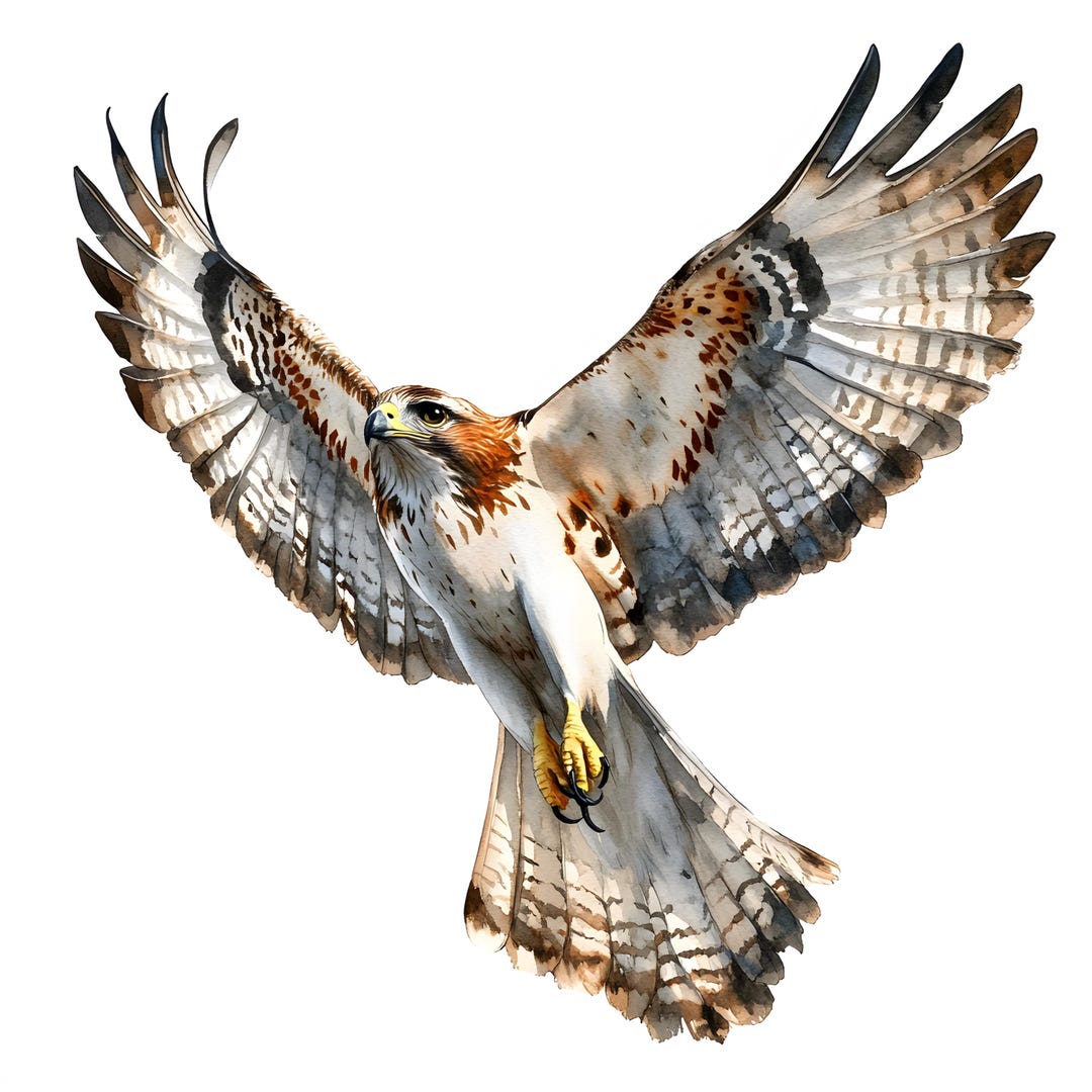 Watercolor Hawk Clipart: Flying Bird of Prey Images (JPG Digital ...
