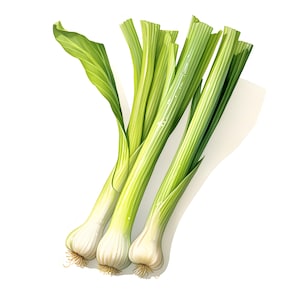 Leek Clipart, Garden Leek Images, 10 Watercolor Clip Art, Printable ...