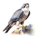 Peregrine Falcon Clipart, Peregrine Images, 10 Watercolor Clip Art ...