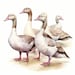 Watercolor Geese Clipart: Farm Animal Art (JPG Digital Download) - Etsy