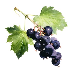 Blackcurrant Clipart, Black Currant Images, 10 Watercolor Clip Art ...