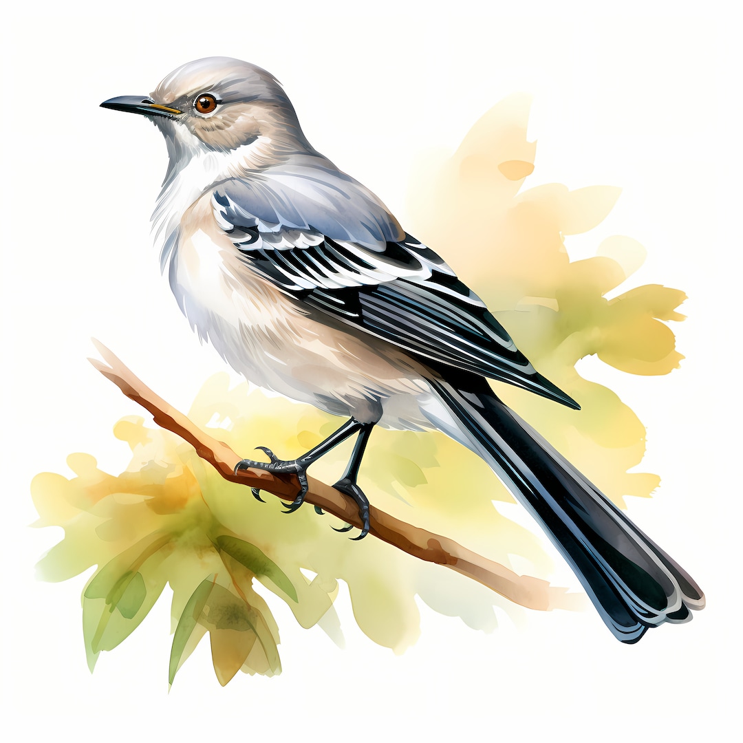 Mockingbird Clipart, Northern Mockingbird Images, 10 Watercolor Clip ...